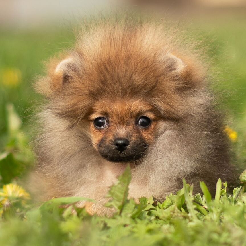 Померанский парнишка как домашний любимец