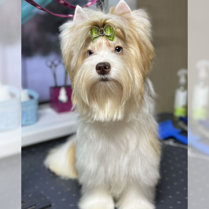 Йоркширский терьер, взрослая собака