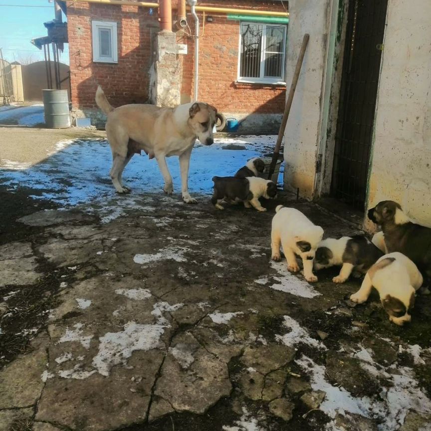 Шенки Алабая