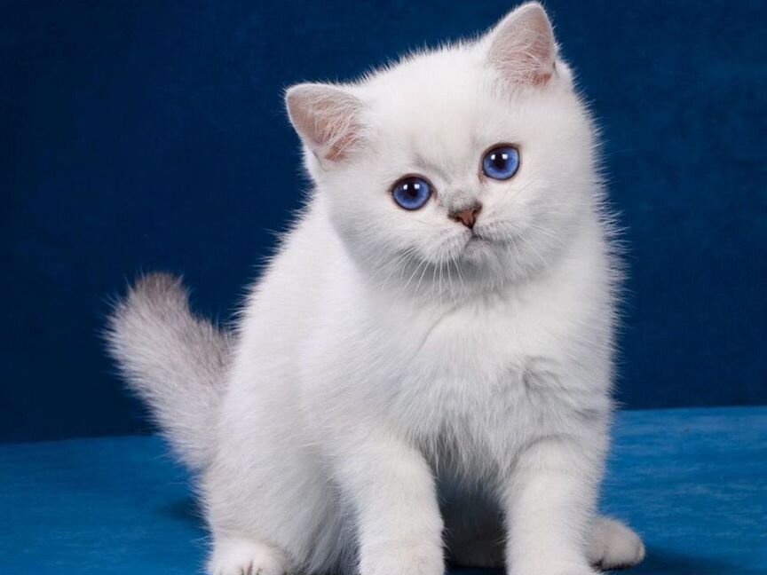 Шотландские котята