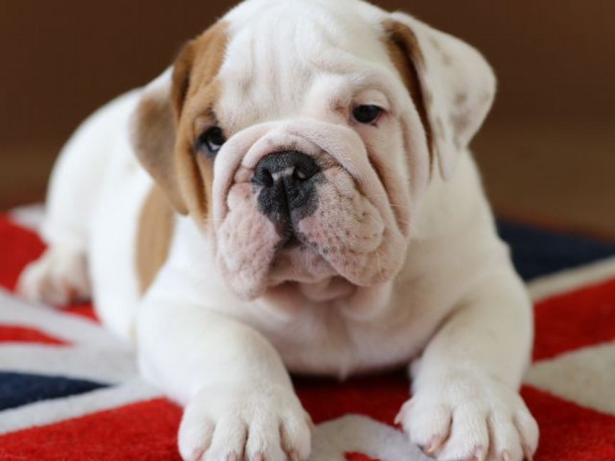 Английский бульдог