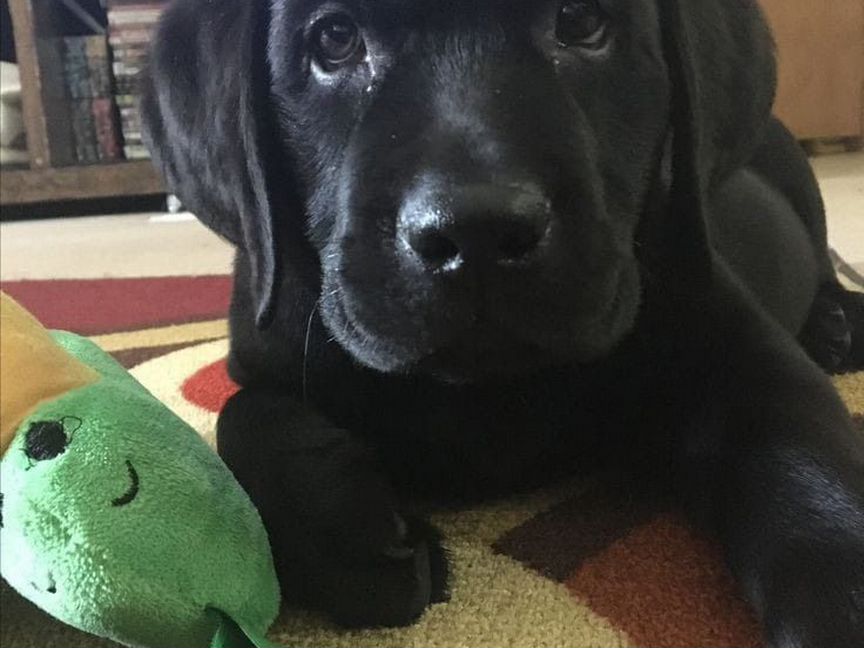 Шикарный щенок Лабродор(с родословной)