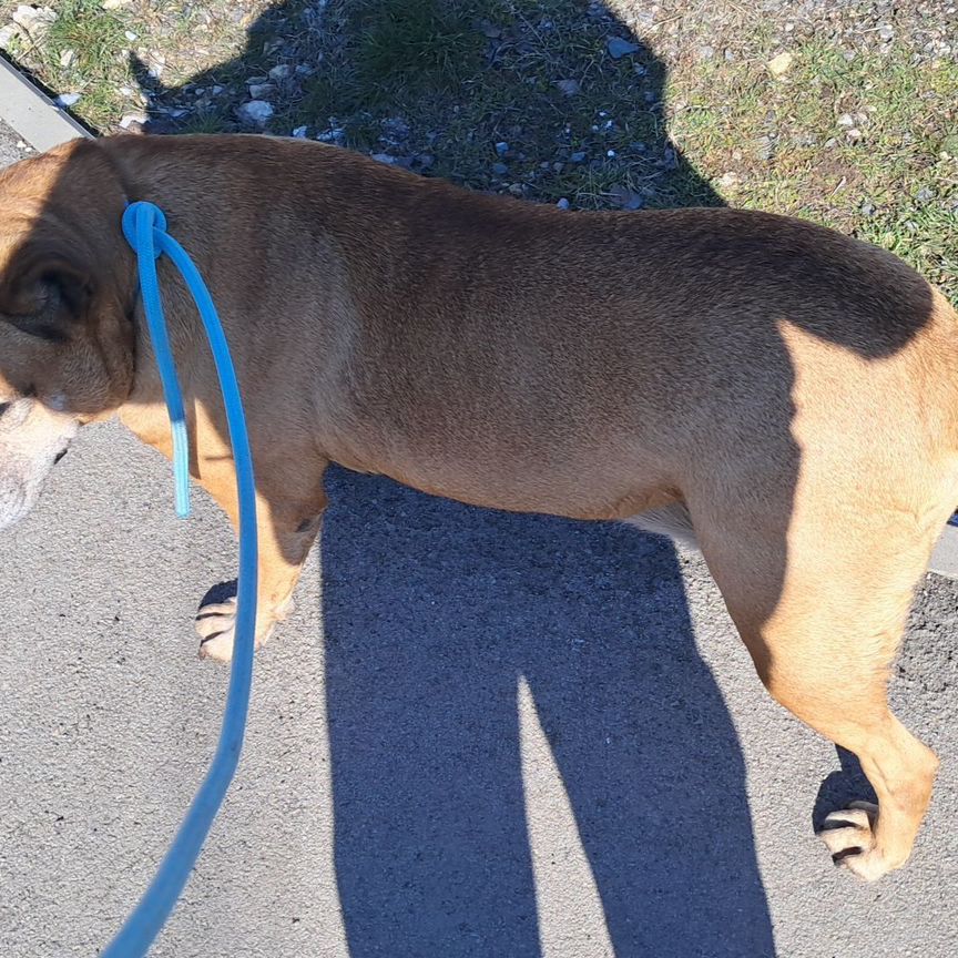 Собака в хорошие руки  5000 в месяц корм