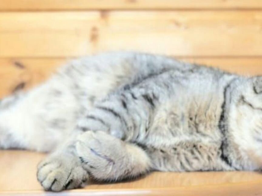 Кот молодой европейский дымчатый в горошек)
