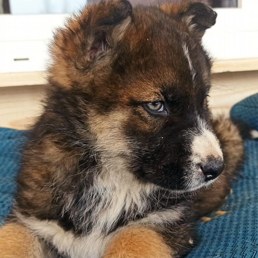 Щенки в добрые руки