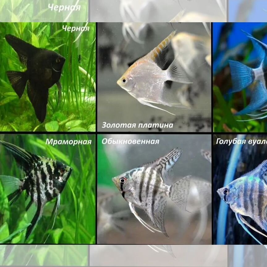 Аквариумные рыбки и аквариумы