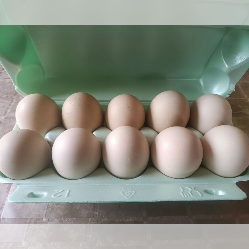 Инкубационное яйцо Индоутки (мускусной утки)