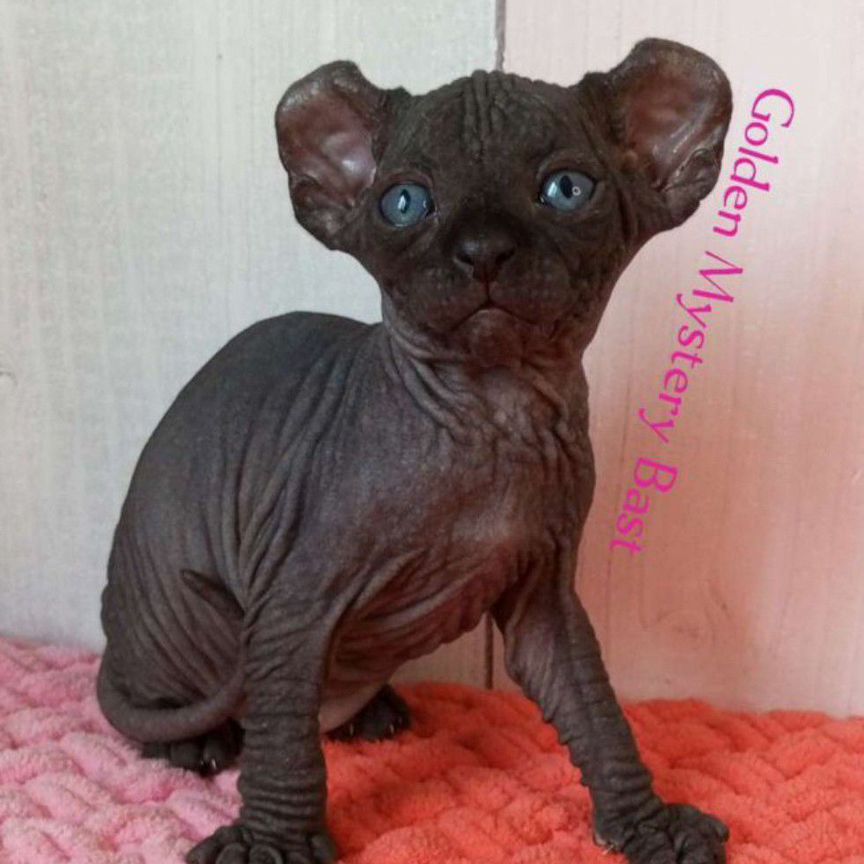 Сфинкс Эльф