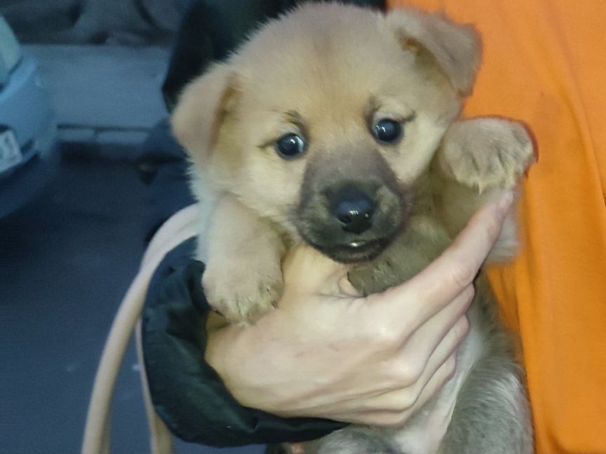 Щенок в добрые руки бесплатно