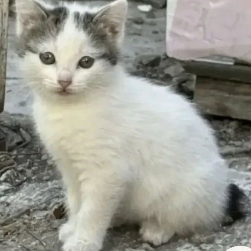 Котёнок в добрые руки