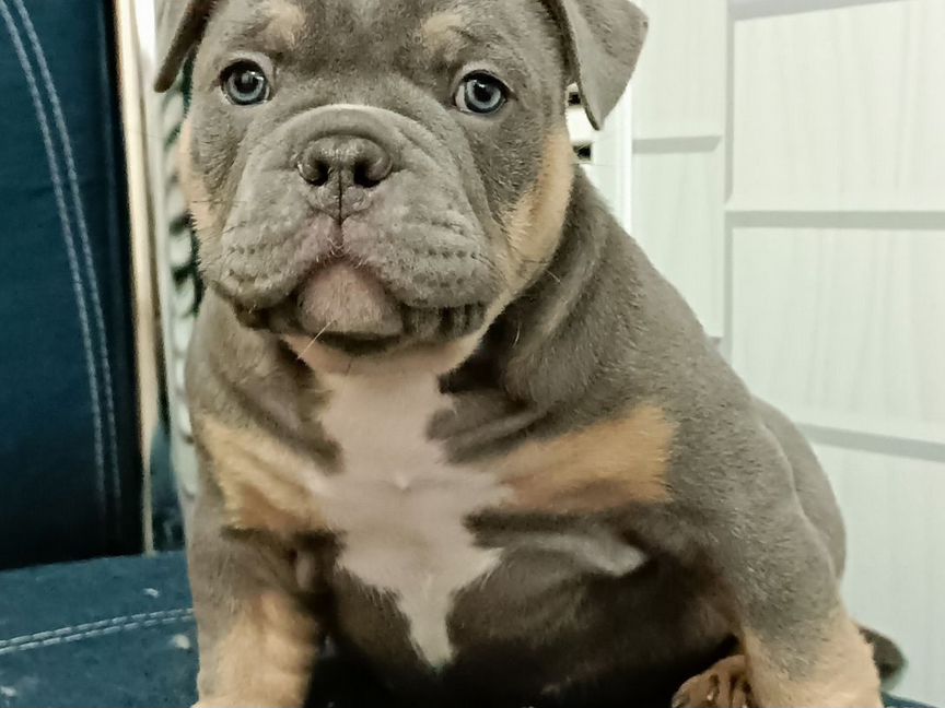 Американский булли стандарт/покет