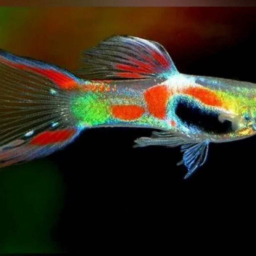Гуппи эндлера неон