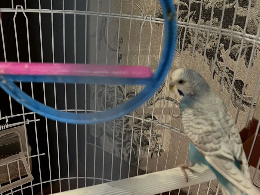 Волнистый попугай