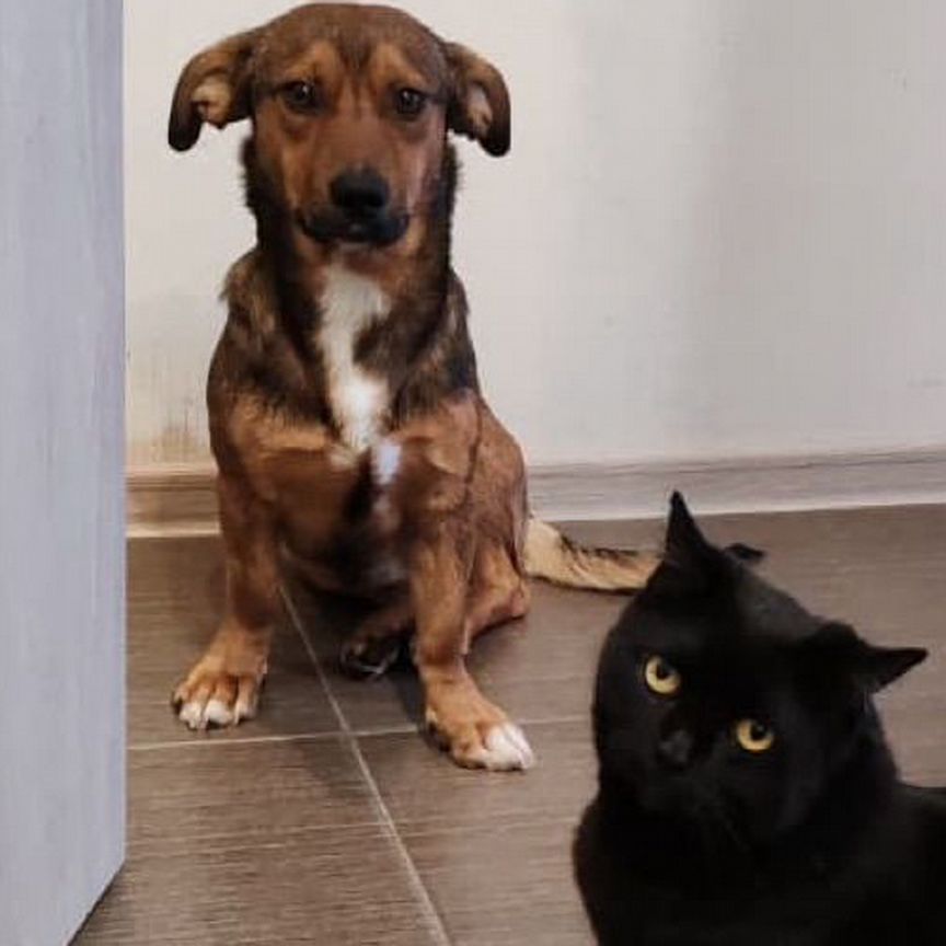 Такса, взрослый пёс