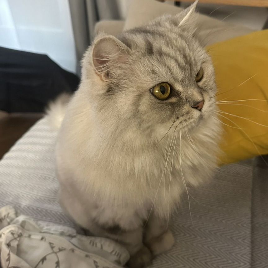 Шотландская вислоухая длинношёрстная, взрослая кошка