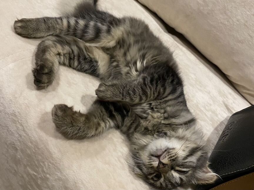 Вислоухая кошечка