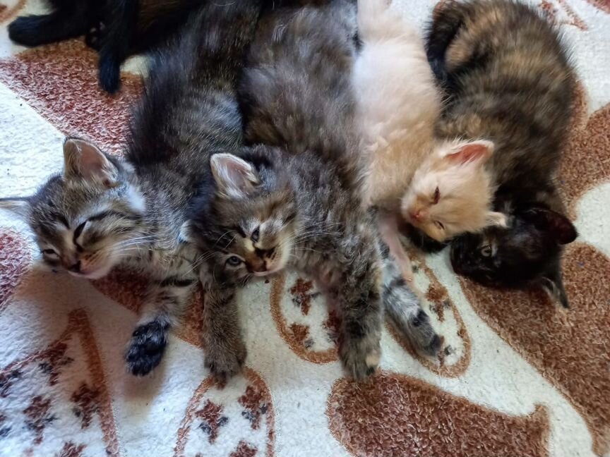 Котята в добрые руки бесплатно