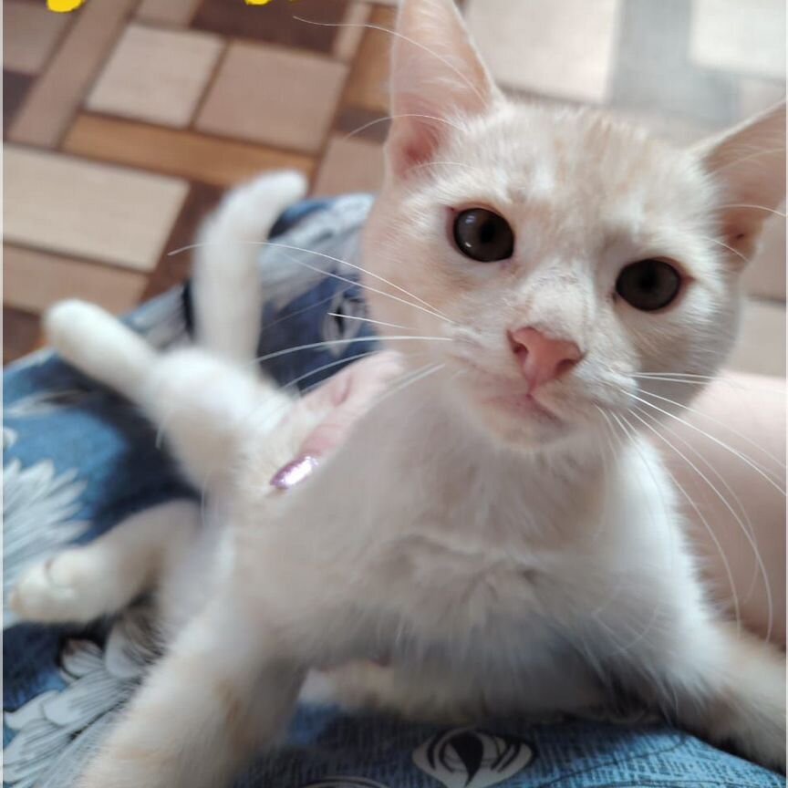 Котёнок в добрые руки