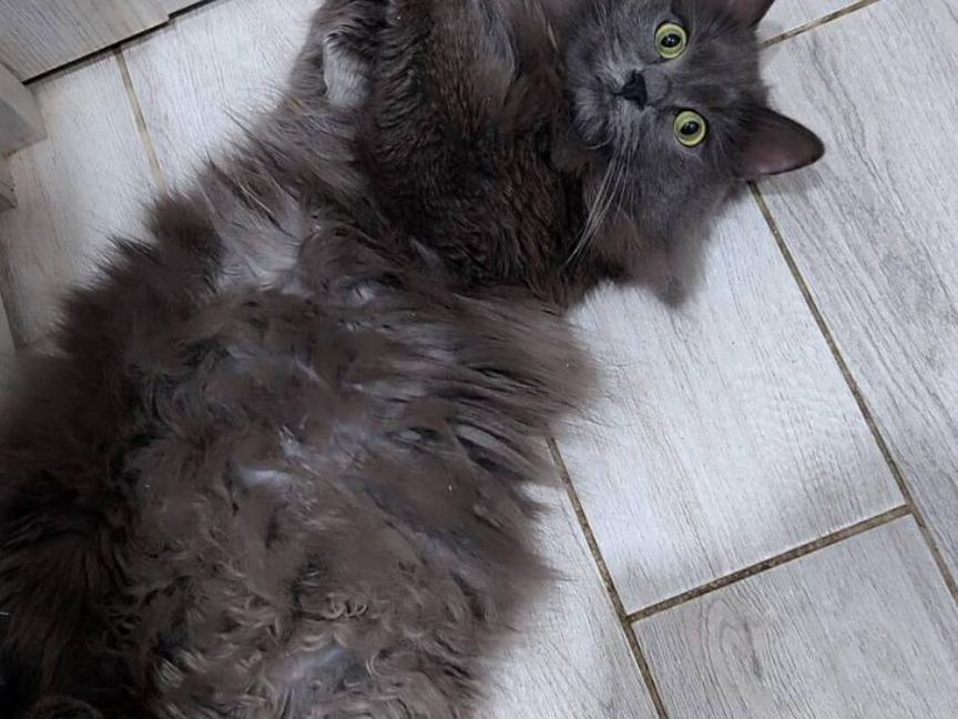 Очень ласковый котик породы нибелунг