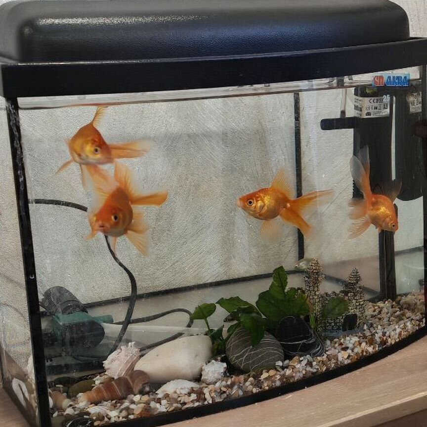 Аквариум на 25 литров
