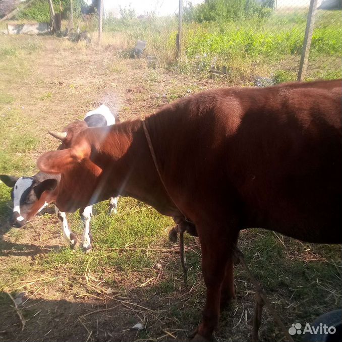 Телка 1 год