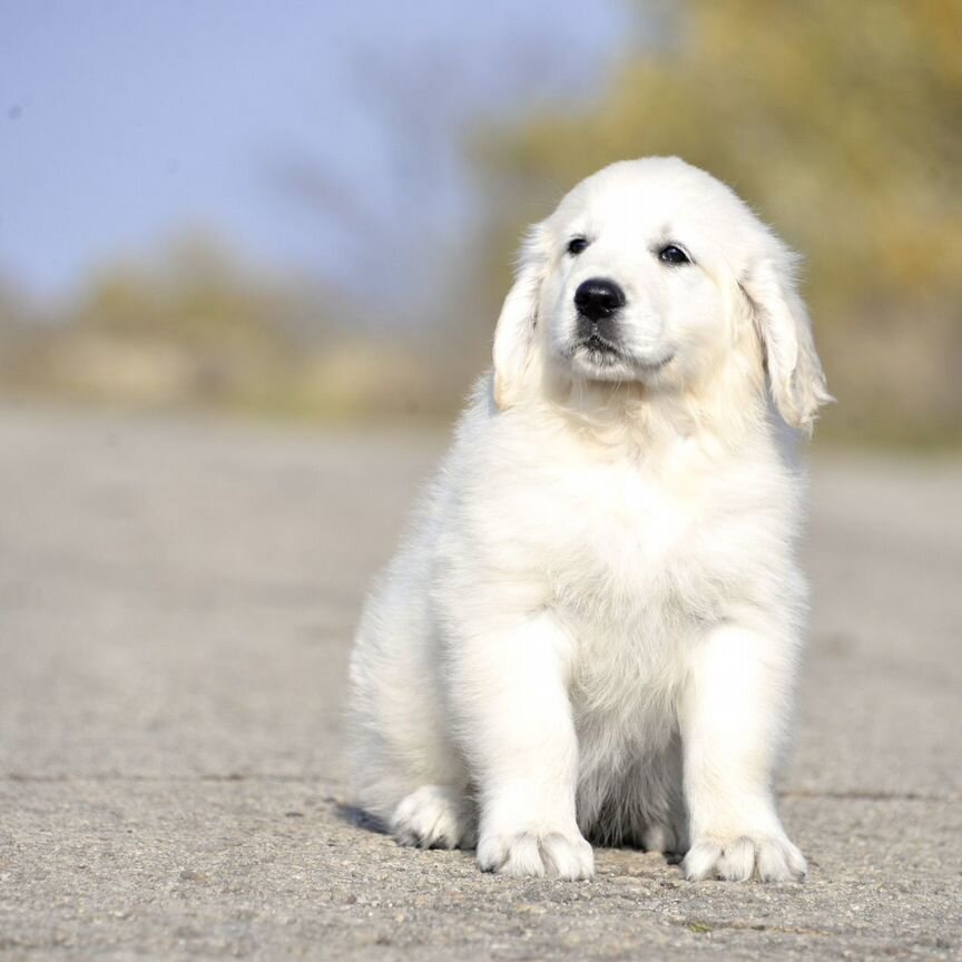 Золотистый ретривер