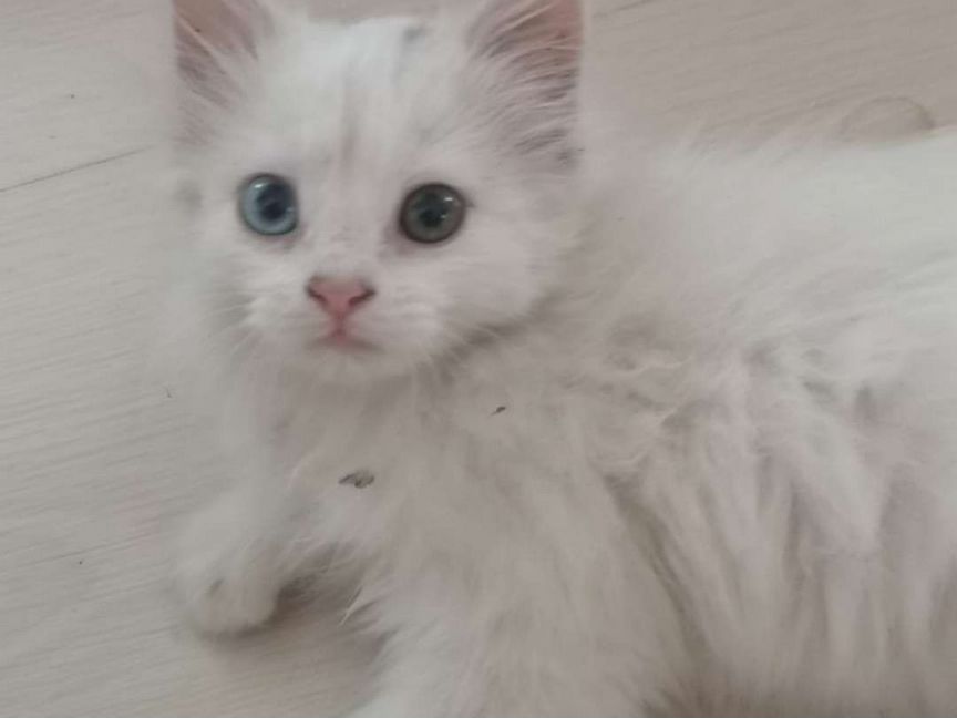 Кошка Пышка