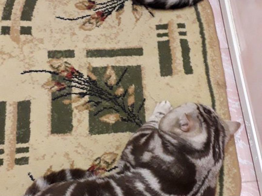 Приглашаем на вязку кошечку
