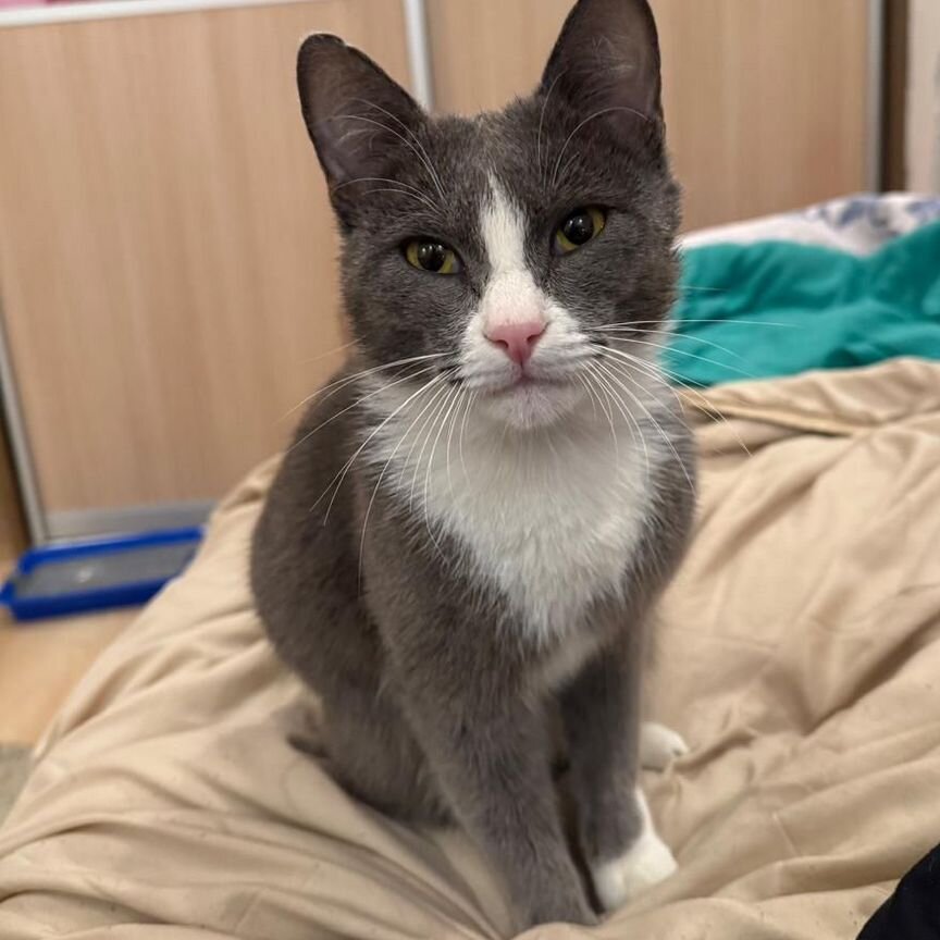 Котик в добрые руки