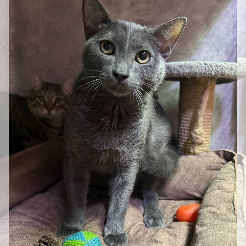 Русский голубой котёнок