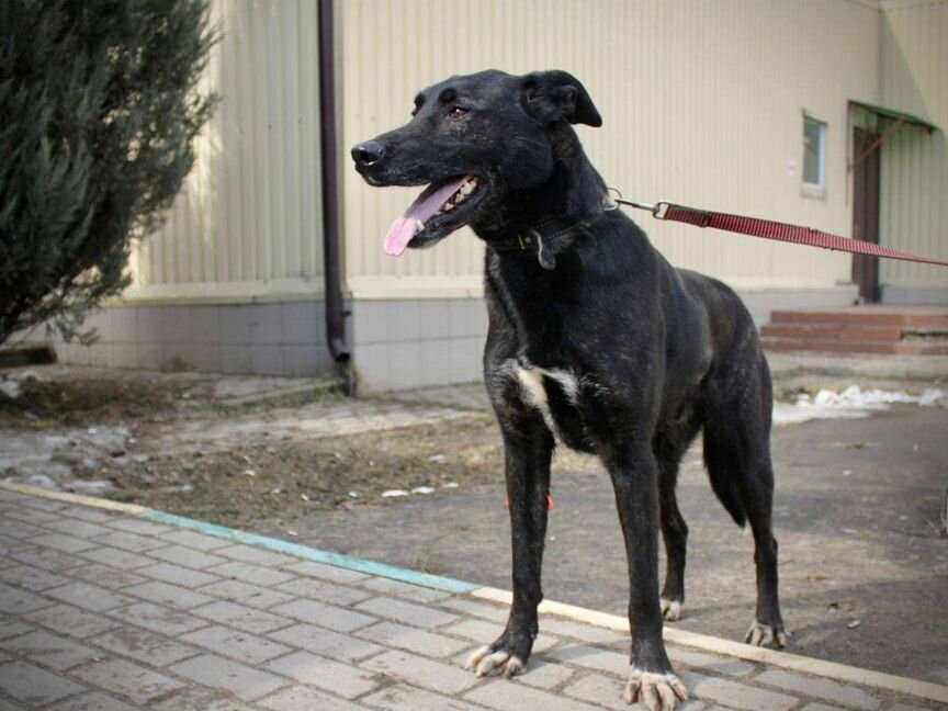 Пёс из приюта в добрые руки