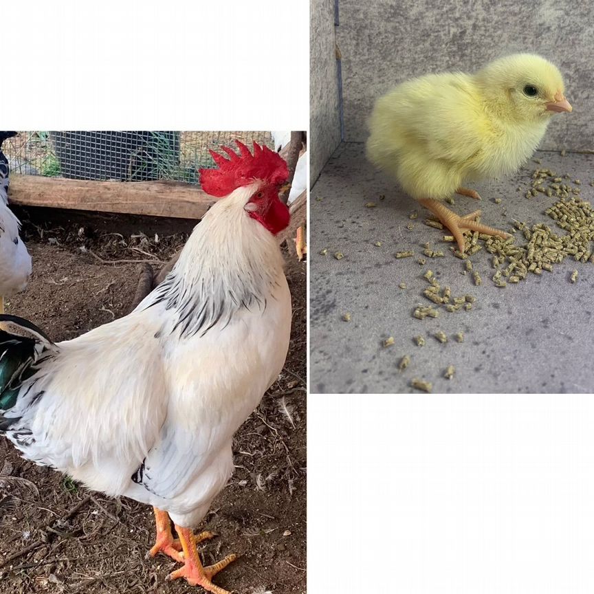 Суточные цыплята Адлеровская серебристая