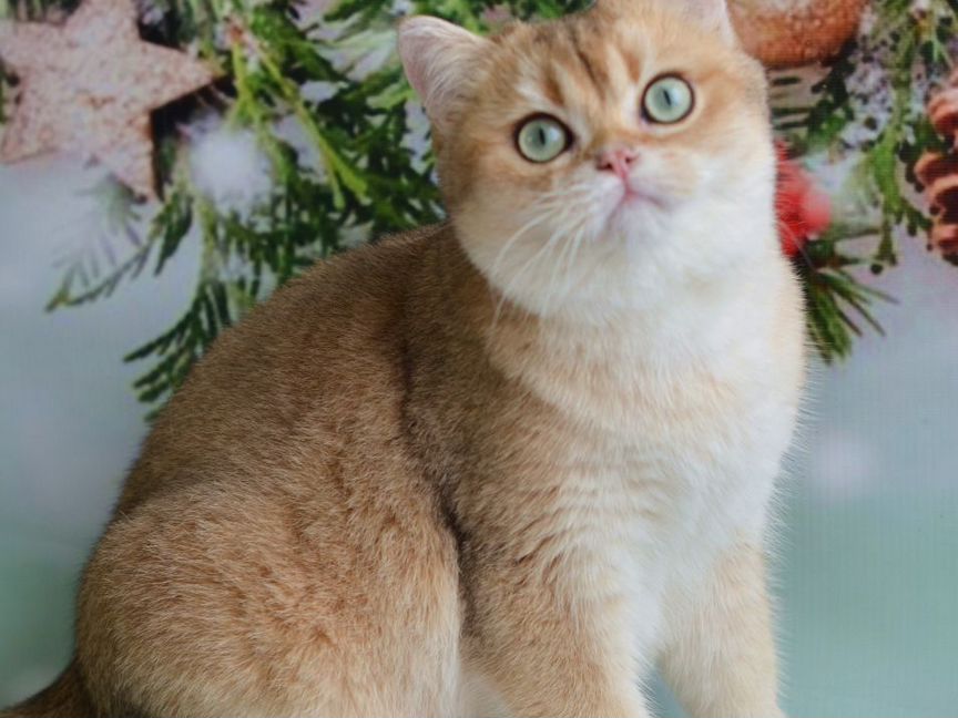 Золотая плюшка