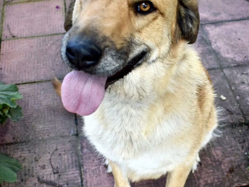 Красавица Маня 2 года в поисках своего человека