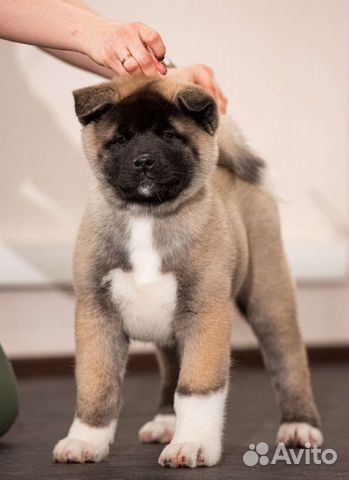 Щенки американской акиты