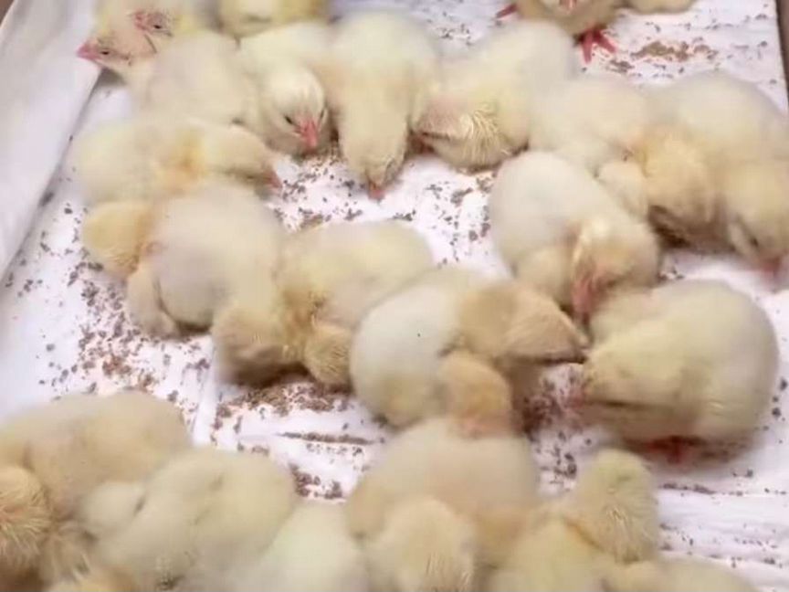 Продажа цыплят бролеров Росс 308 и перепелов