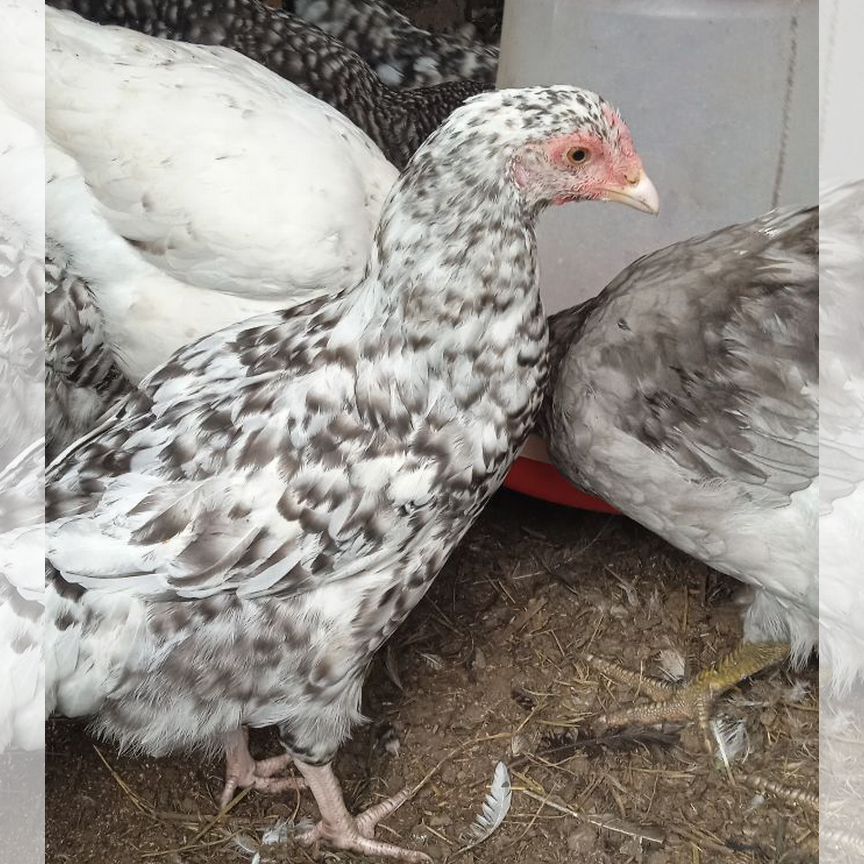 Пушкинские куры