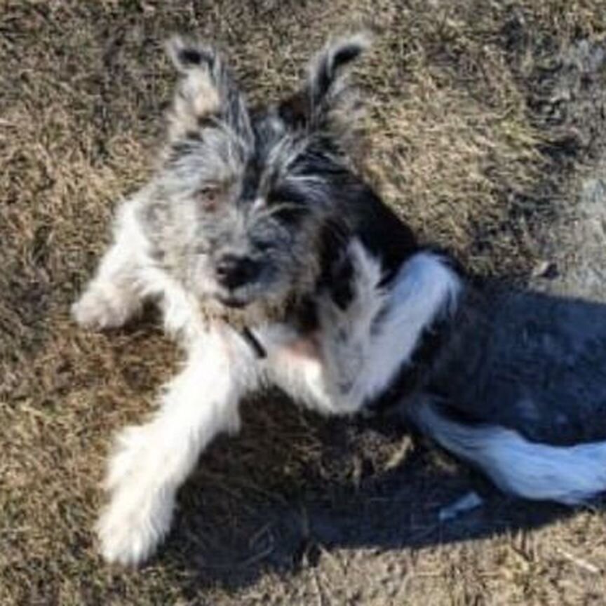 Рэт-терьер, щенок