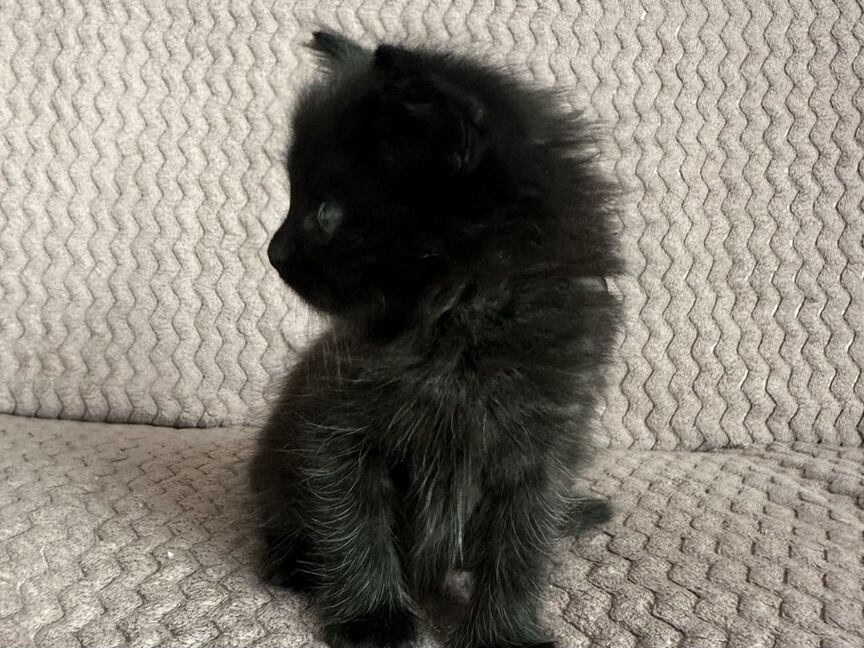 Котенок