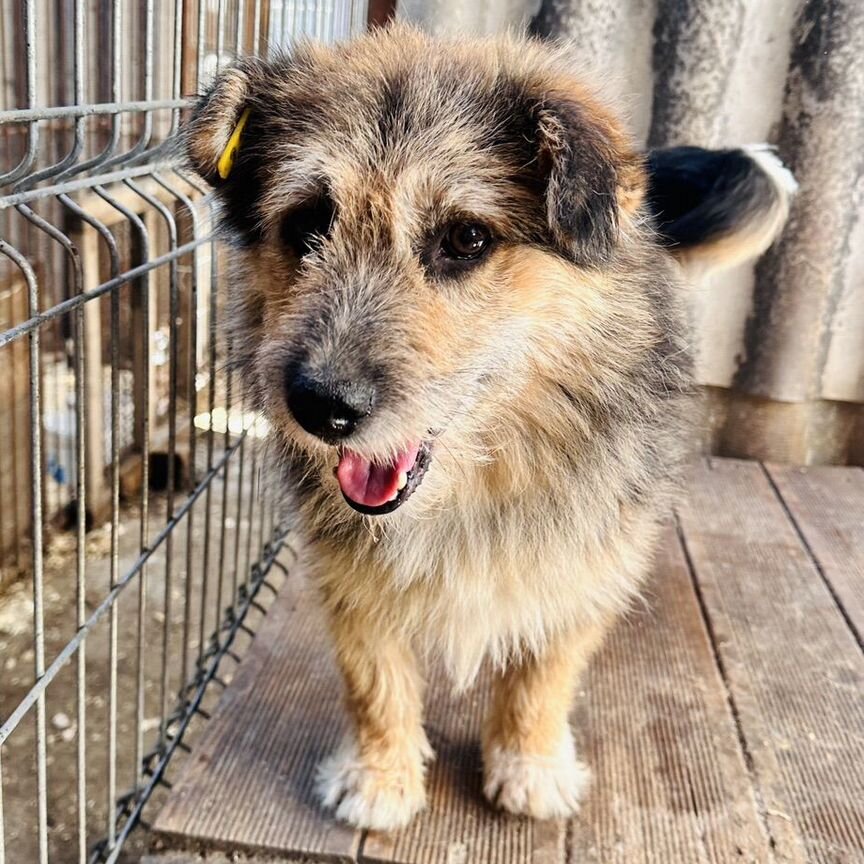 Маленький песик в добрые руки