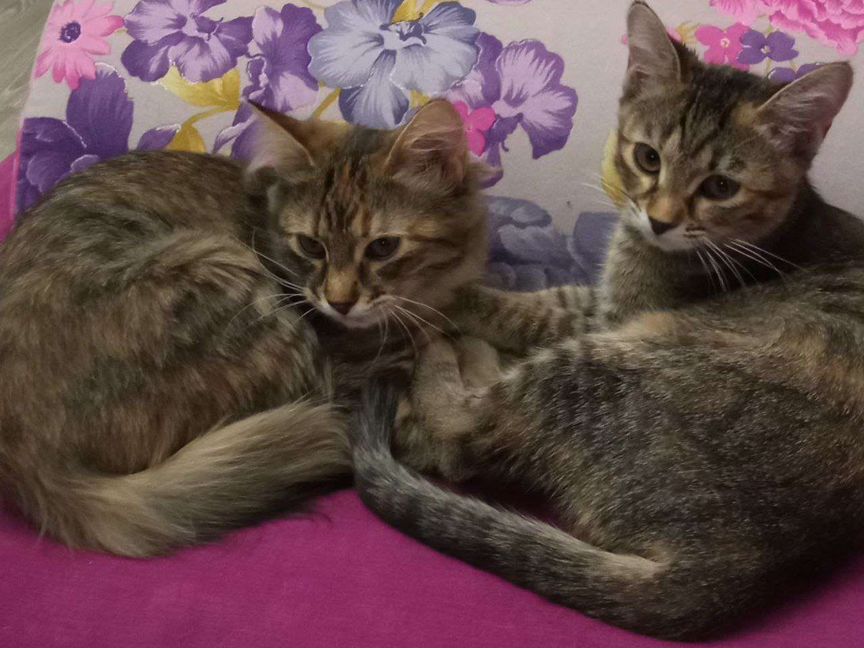 Котятки ищут своих хозяев