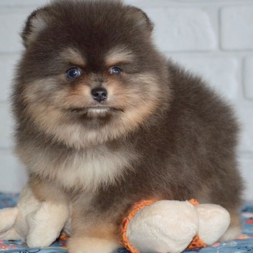 Померанский щпиц щенок