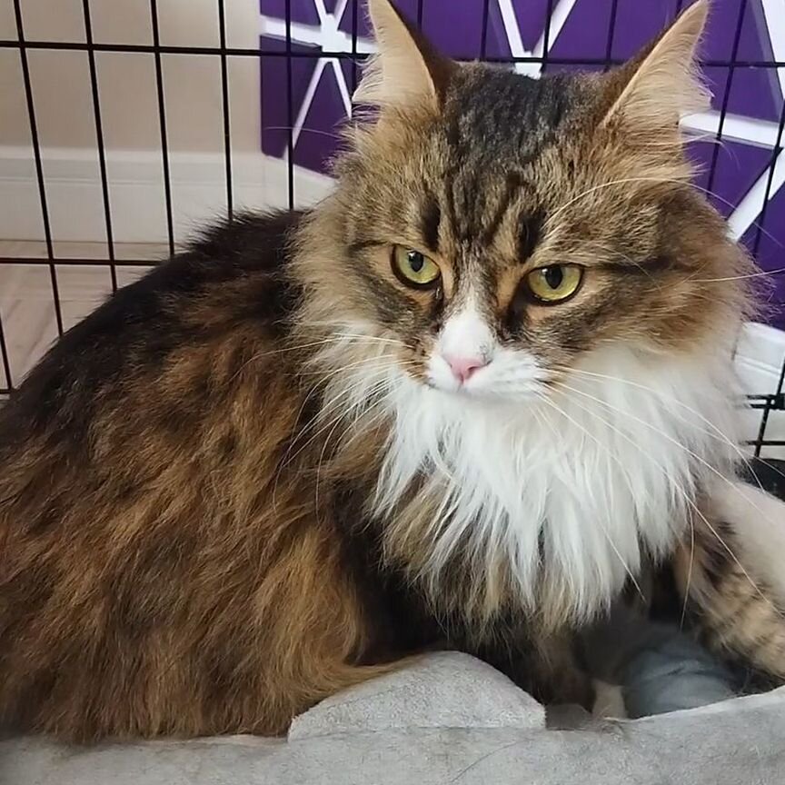 Котик в добрые руки бесплатно