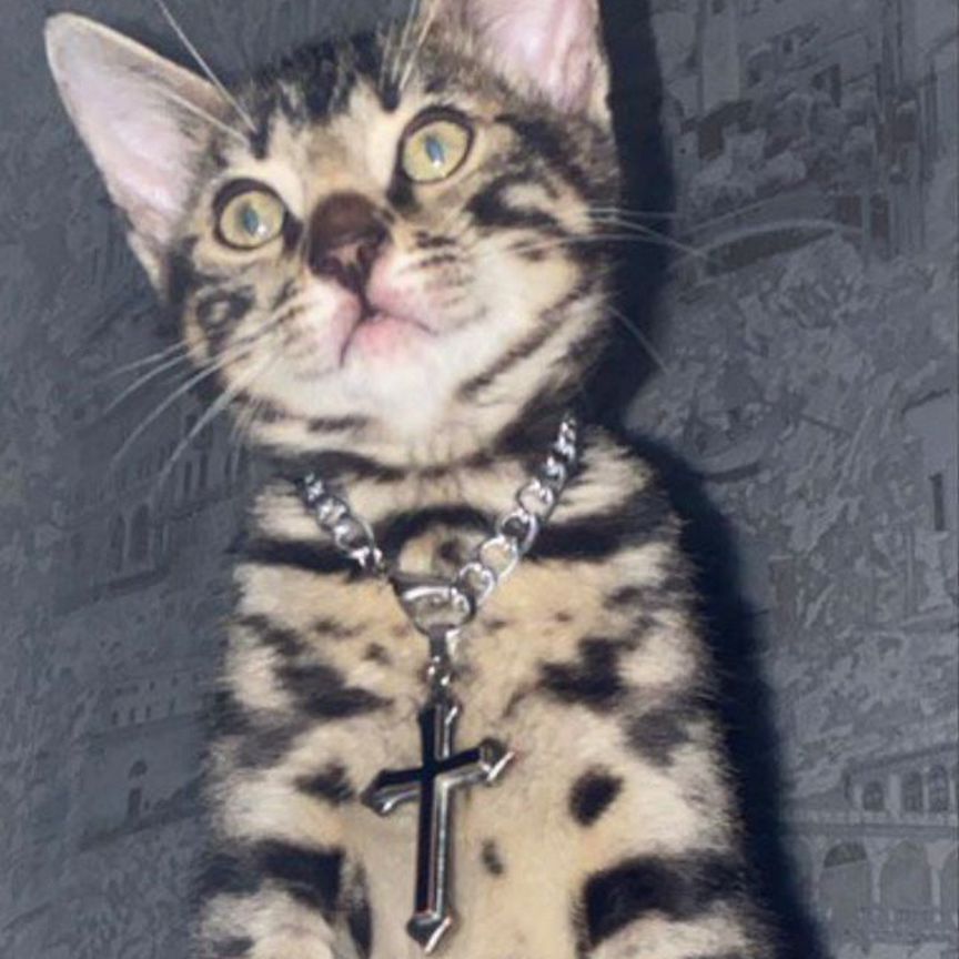 Бенгальская кошка