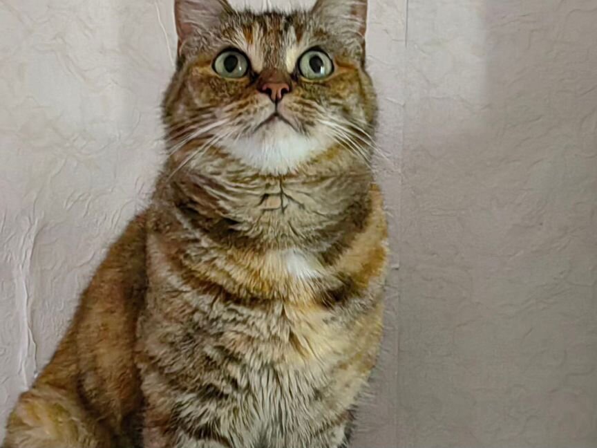 Ласковая, умная кошечка