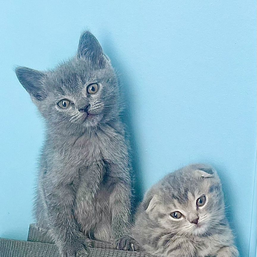 Шотландские котята ждут хозяина