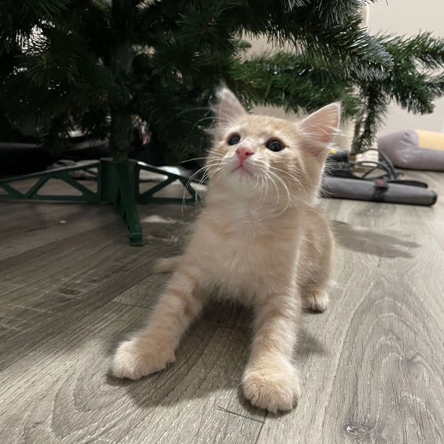 Рыжий котенок в добрые руки, мальчик