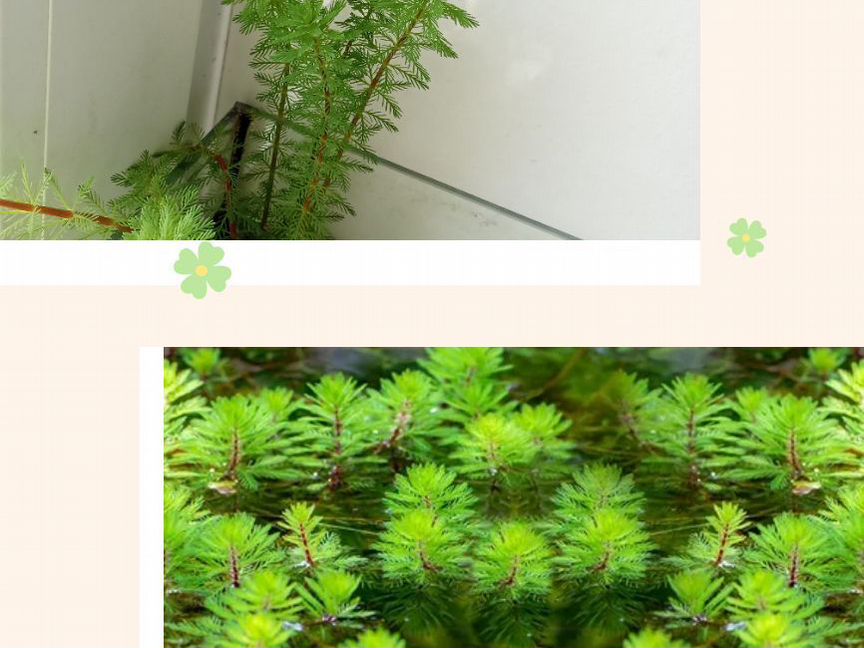 Перистолистник рорайма, аквариумное растение