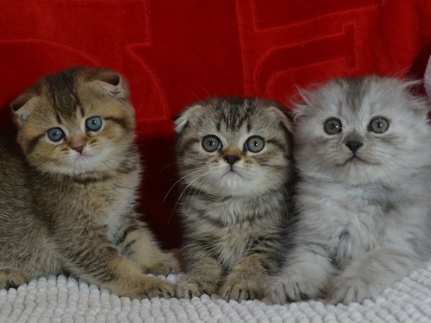 Вислоухие цветные котята