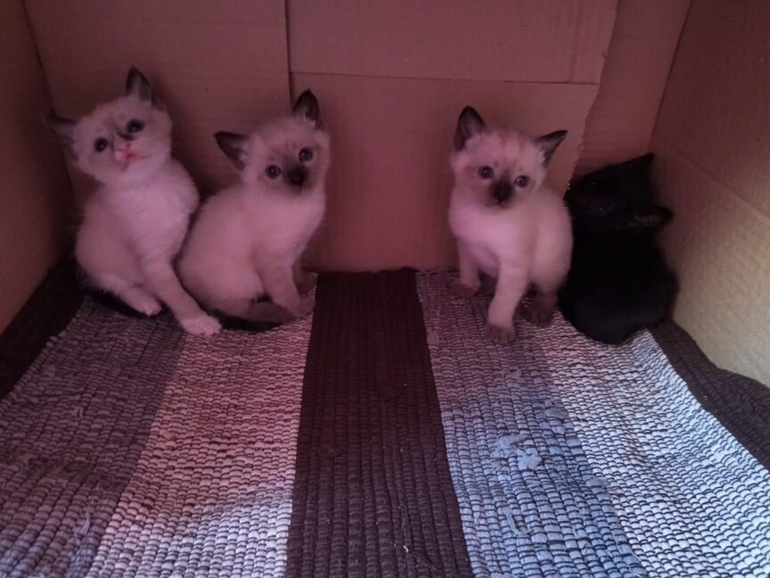Прошу забрать котят в добрые руки